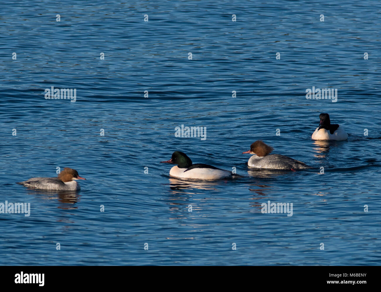Group of Goosander (Mergus merganser) 2 drakes and 2 ducks on the sea ...