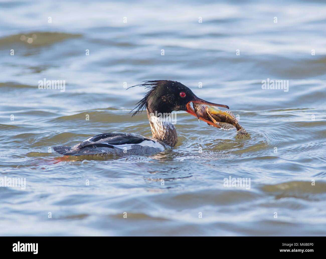 Red Breasted Merganser Drake