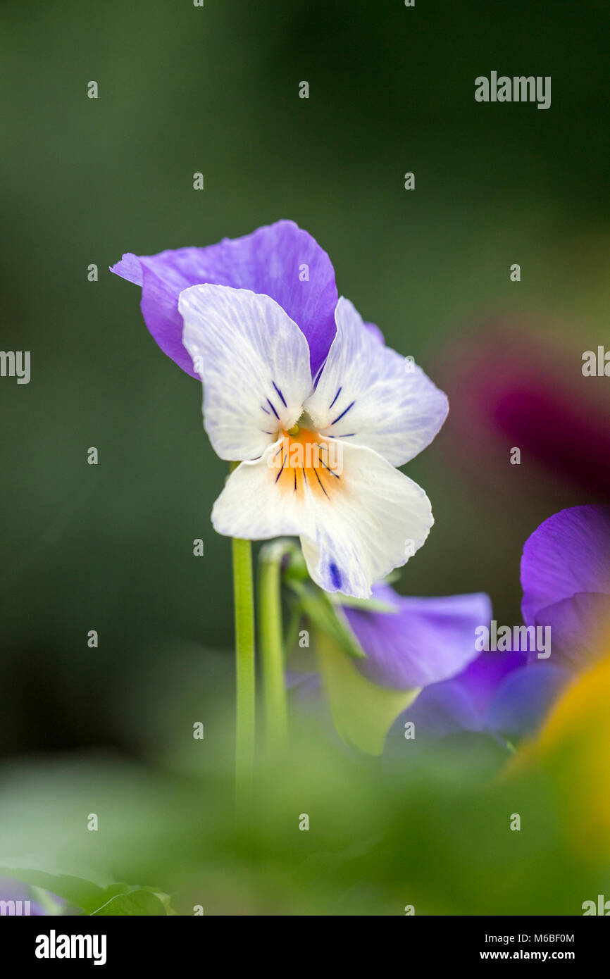 White viola hi-res stock photography and images - Alamy