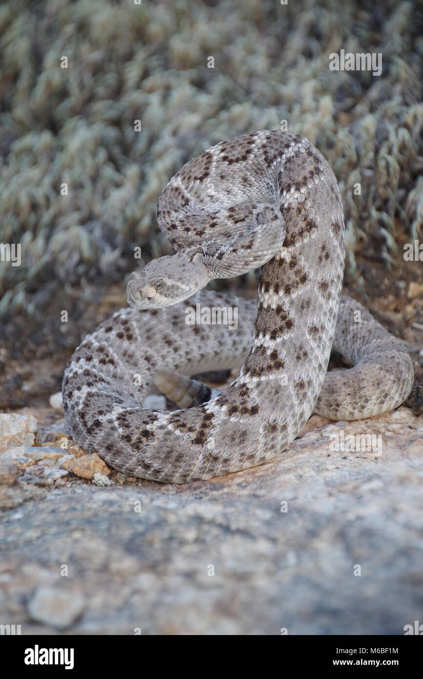 Western Diamondback Rattlesnake coiled and ready to strike Stock Photo ...