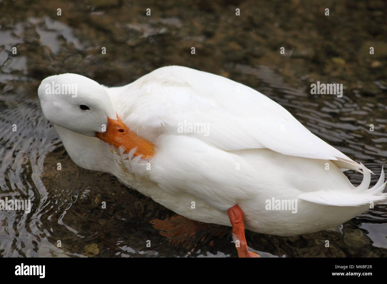 Detailed duck glowing white hi-res stock photography and images - Alamy