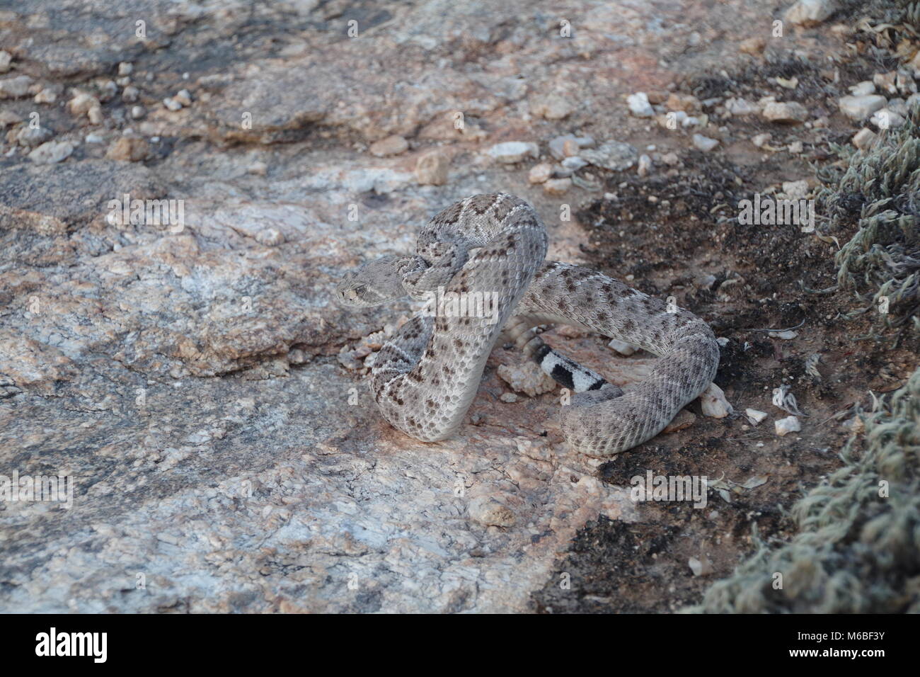 Western Diamondback Rattlesnake coiled and ready to strike Stock Photo ...