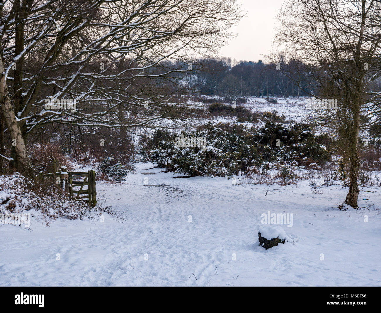 Hothfield Common nature reserve, buried in a blanket of snow following ...