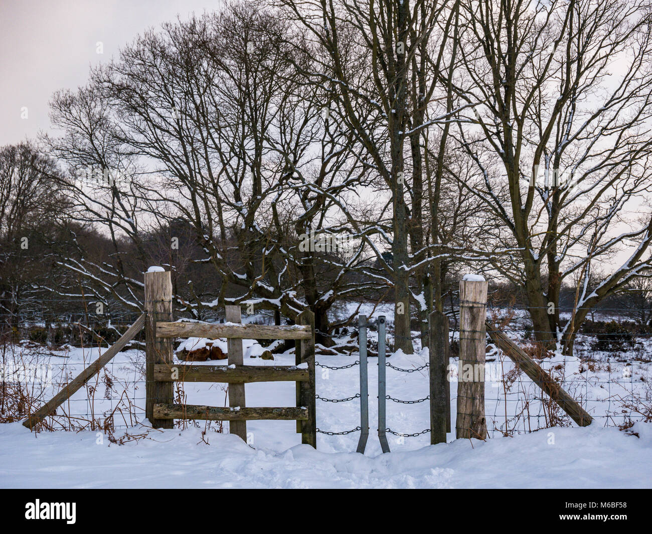 Hothfield Common nature reserve, buried in a blanket of snow following ...