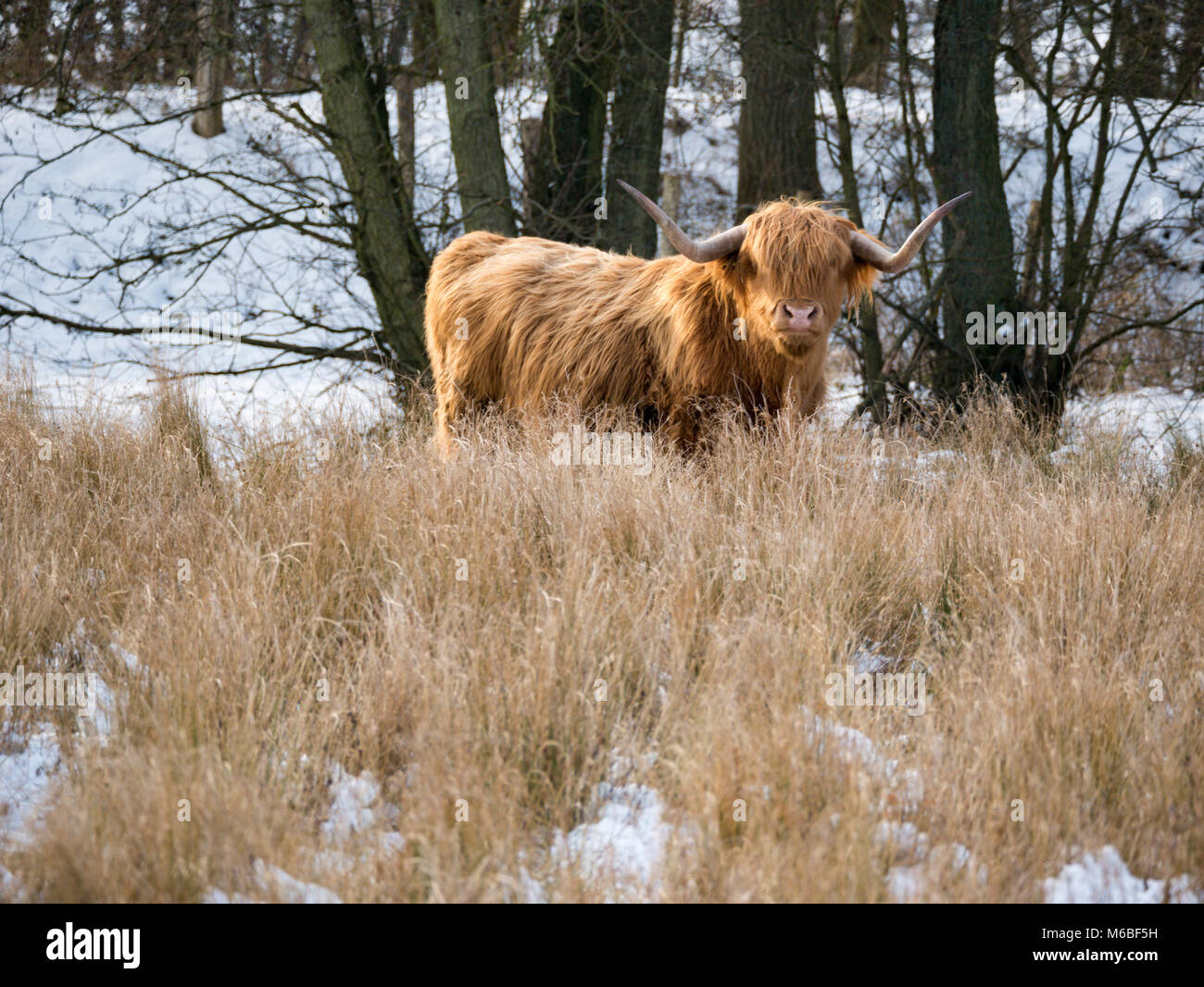 Highland cows in the snow following the 'beast from the east' storm of ...