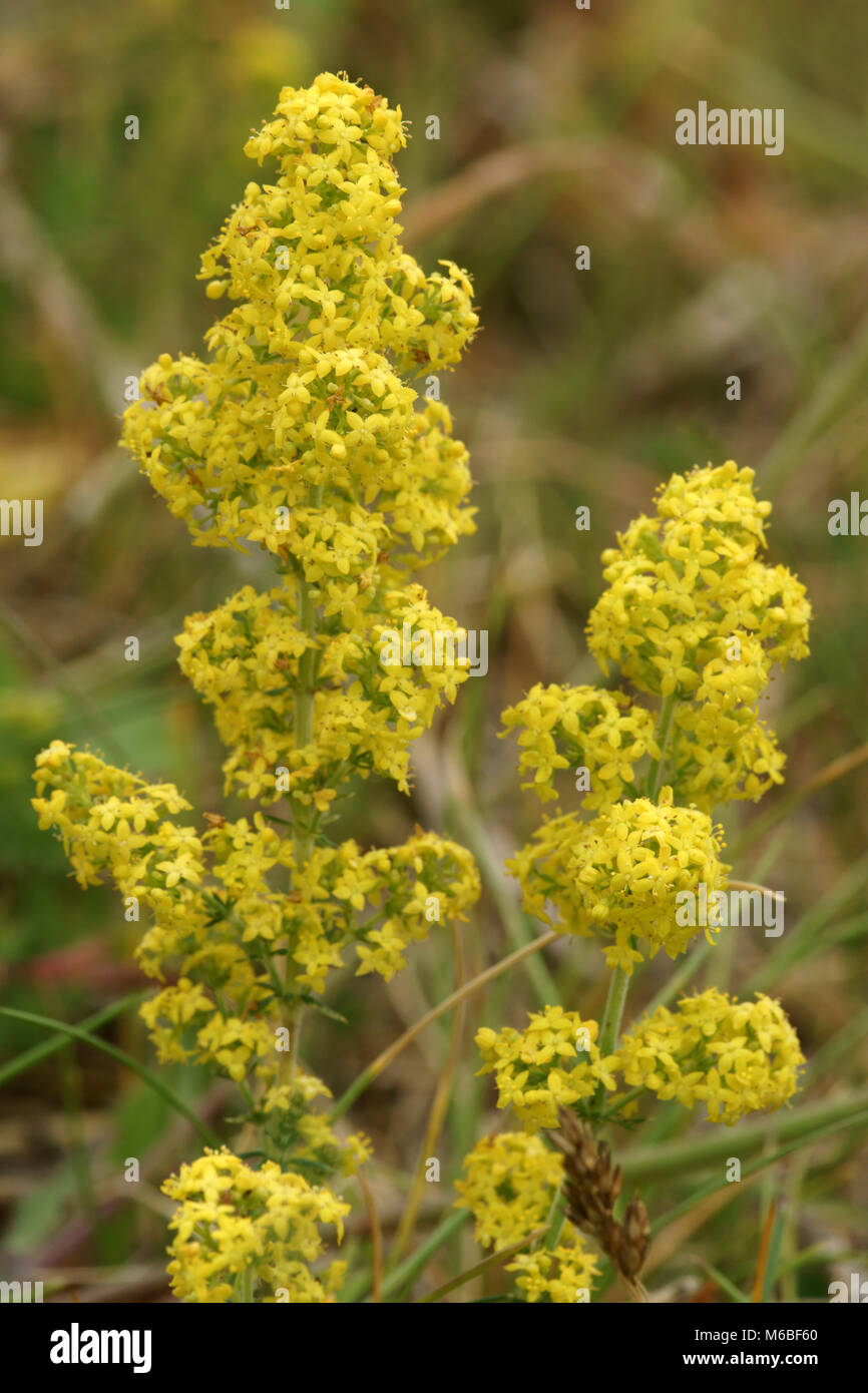 The yellow flowers of Galium verum (Ladys Bedstraw Stock Photo - Alamy