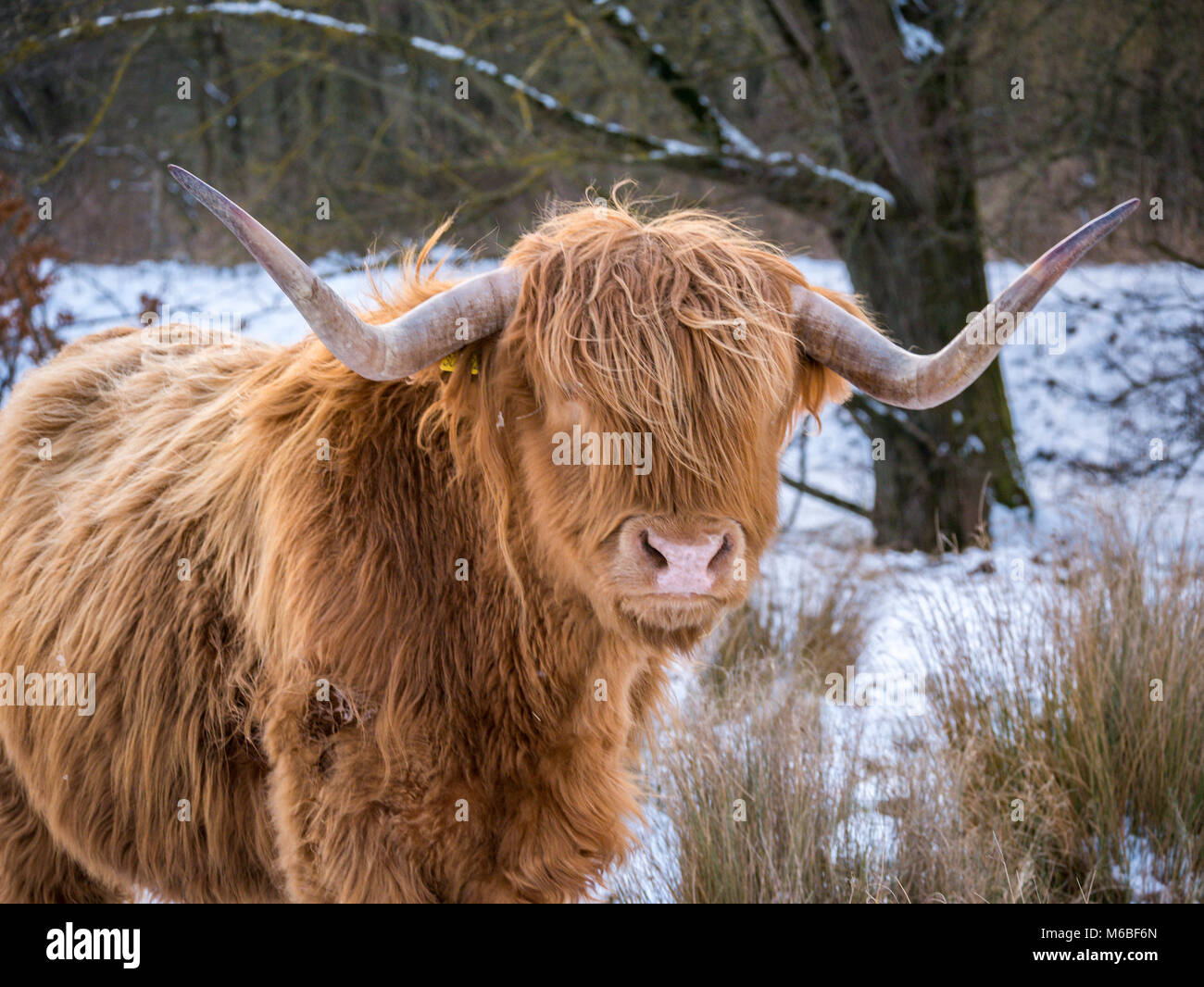 Aberdeen angus scotland hi-res stock photography and images - Alamy