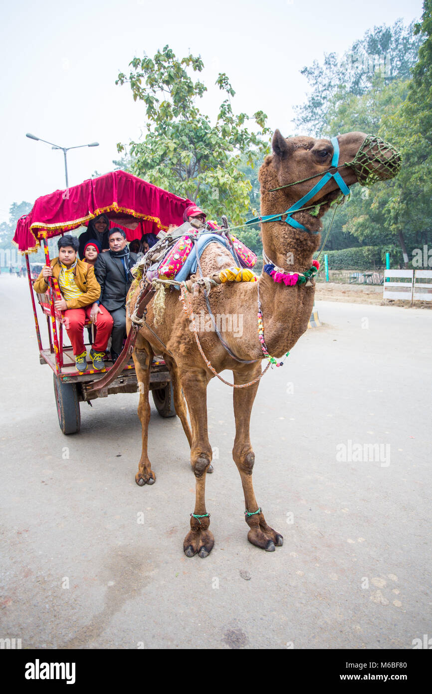 Camel drawn carriage hi-res stock photography and images - Alamy