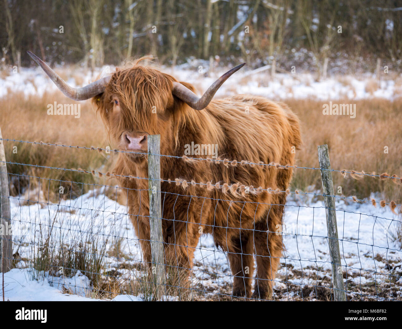 Highland cows in the snow following the 'beast from the east' storm of ...