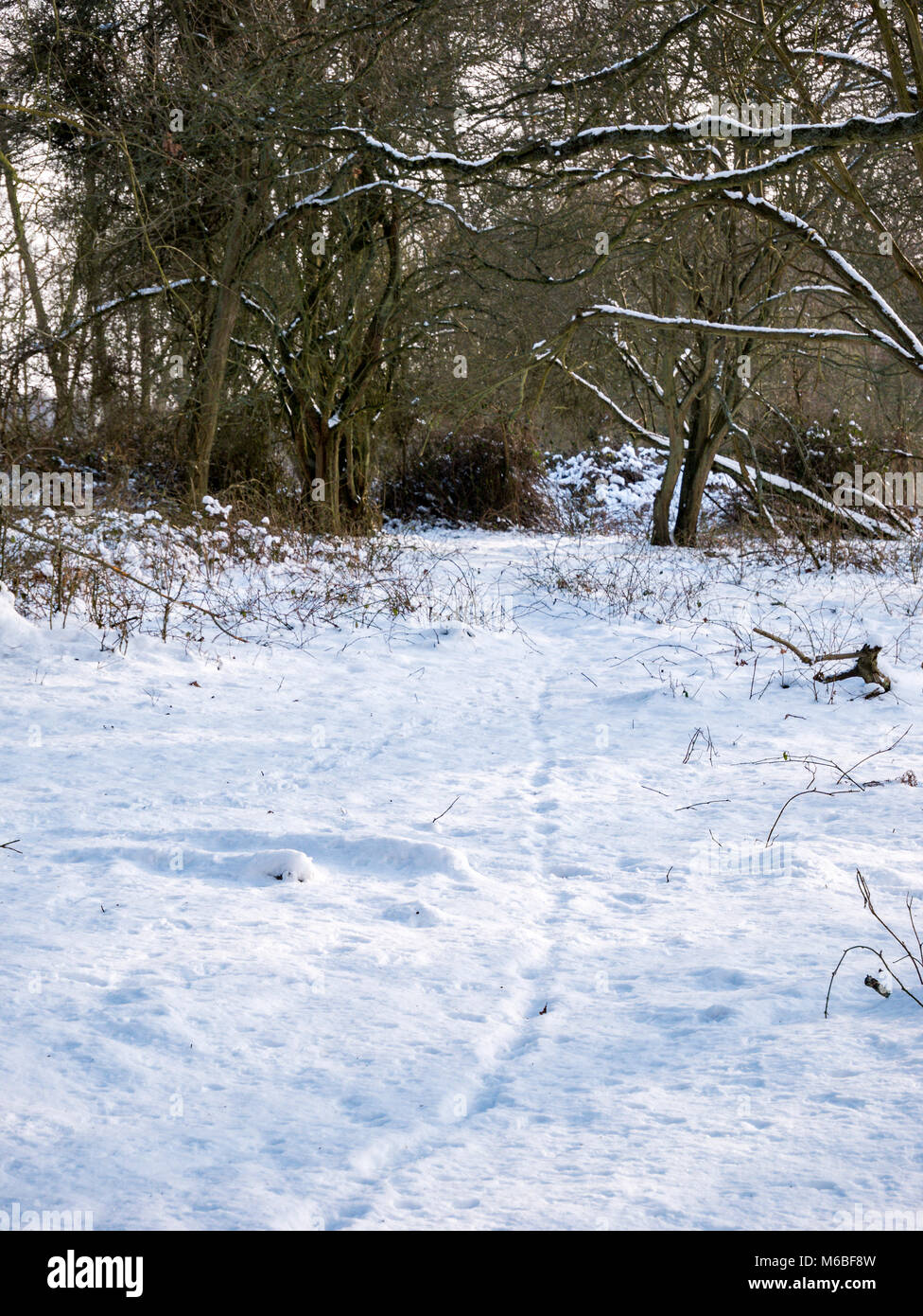 Hothfield Common nature reserve, buried in a blanket of snow following ...