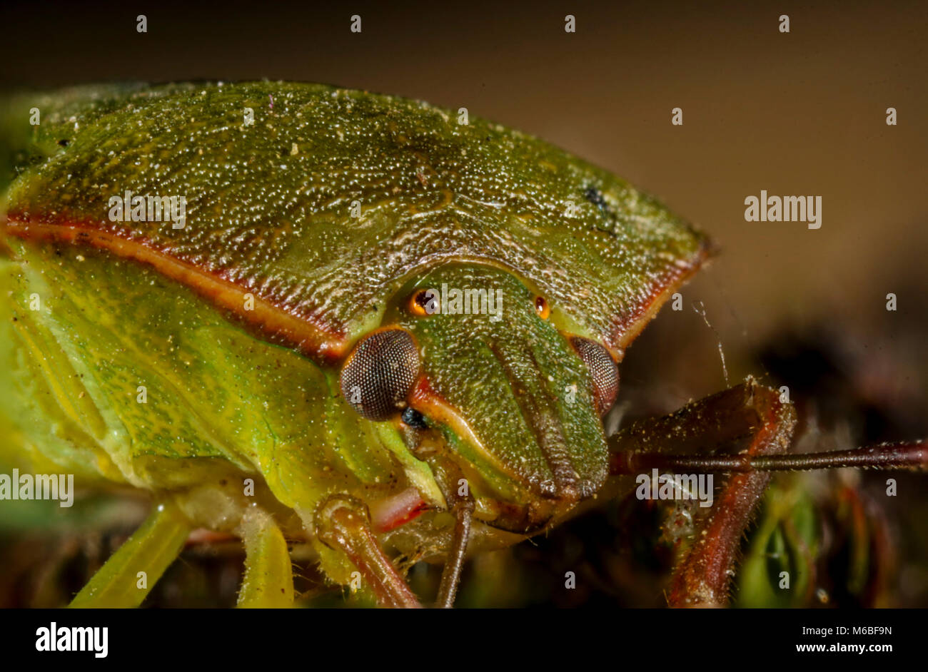 Pentatomidae hi-res stock photography and images - Alamy
