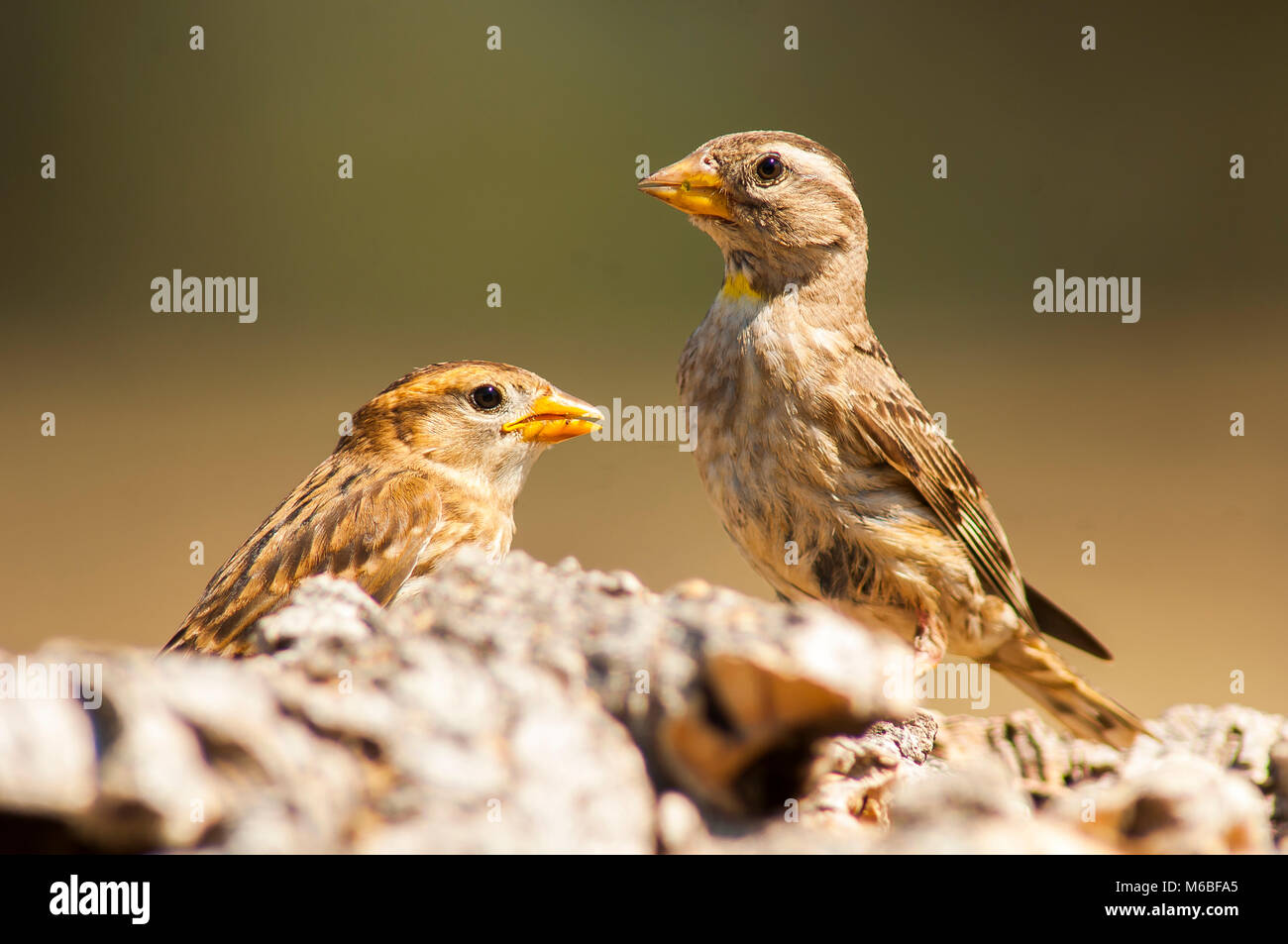 Petronia petronia hi-res stock photography and images - Alamy