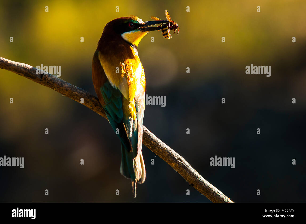Bee-eater (merops apiaster) with a prey in its bill Stock Photo - Alamy
