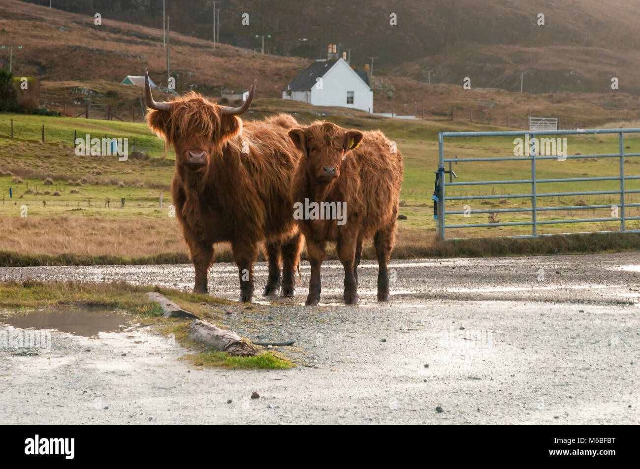 A colour image of a Highland cow and her calf taken at Sanna Bay ...