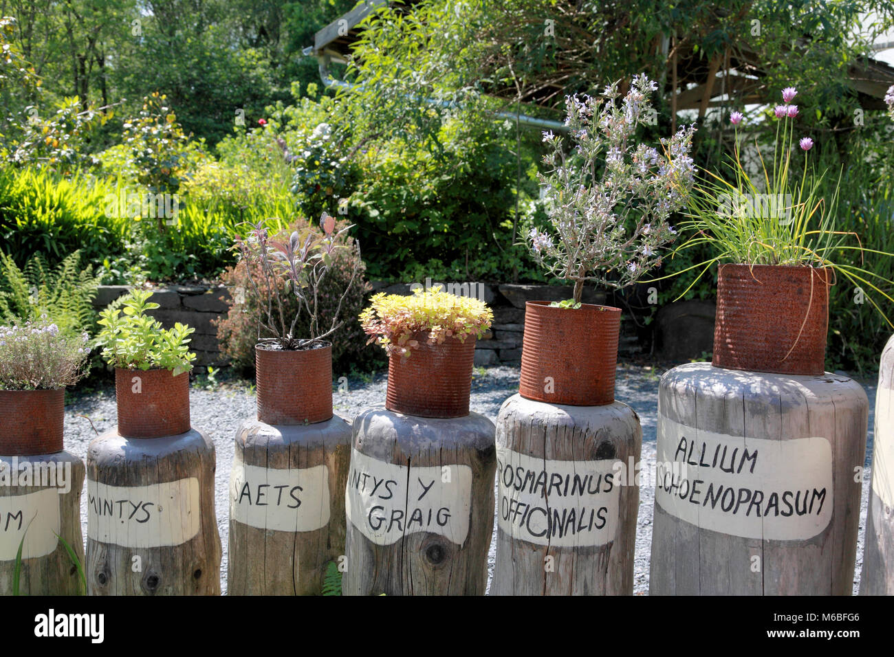 Herbs on display at the Centre for Alternative Technology, Machynlleth ...