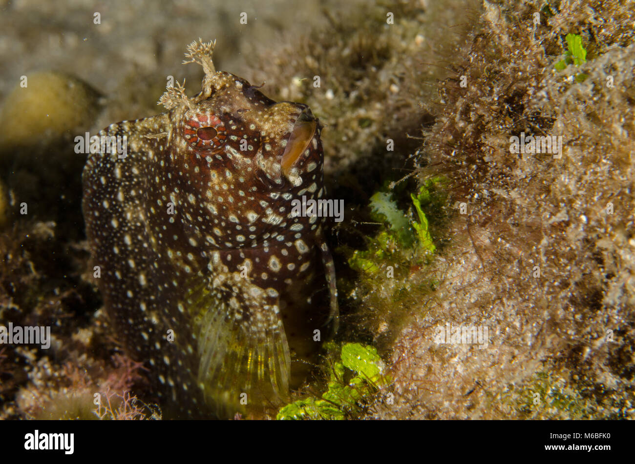 Starry blenny salarias ramosus hi-res stock photography and images - Alamy