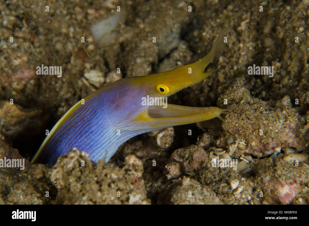 Blue ribbon eel, Rhinomuraena quaesita, Muraenidae, Anilao, Philippines ...