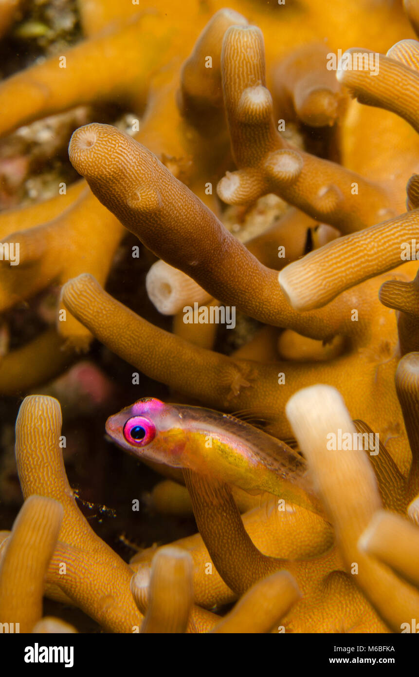 Red-eye Goby, Bryaninops natans, Gobiidae, Anilao, Philippines, Asia ...