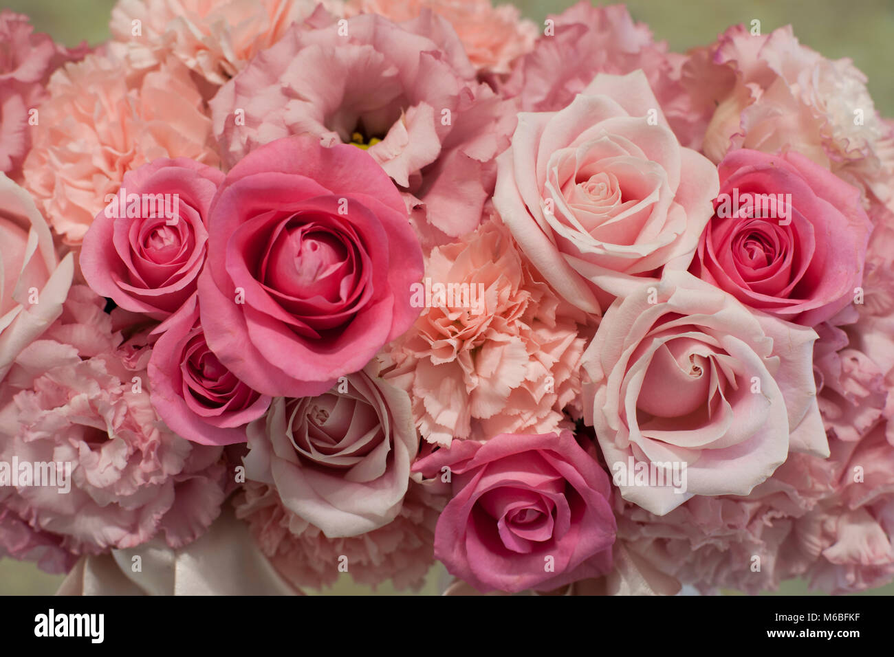 Pink carnation backdrop hi-res stock photography and images - Alamy