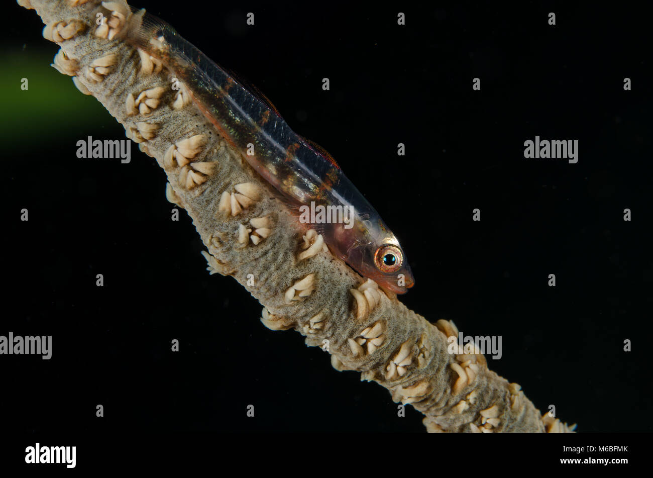 Whip Coral Goby, Bryaninops yongei, Gobidae, in association with the ...