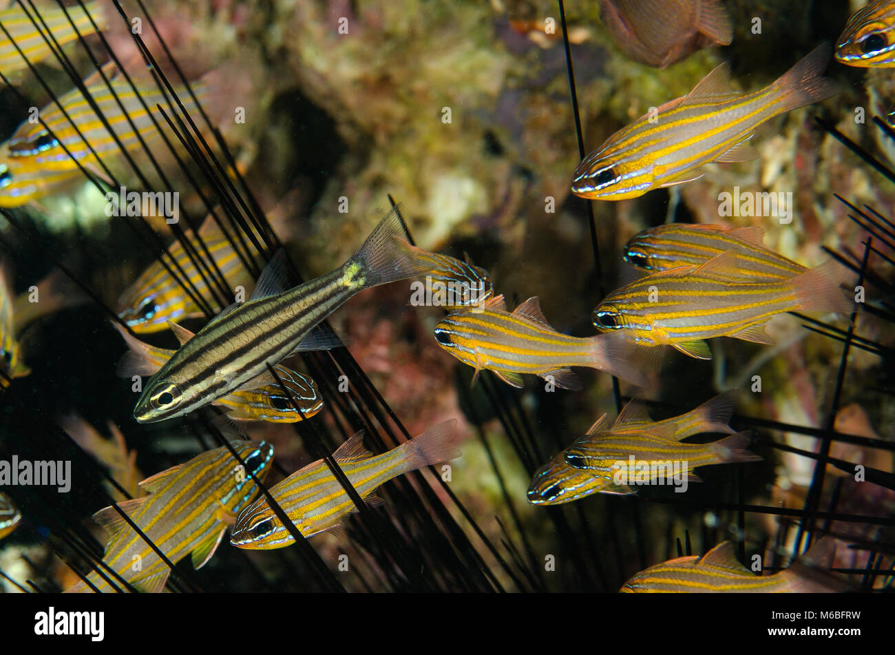 Yellowstriped Cardinalfish, Apogon cyanosoma, Apogonidae, Anilao ...