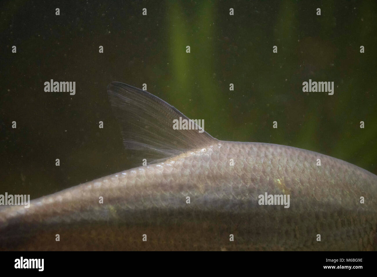 Silver Bream dorsal fin Stock Photo - Alamy
