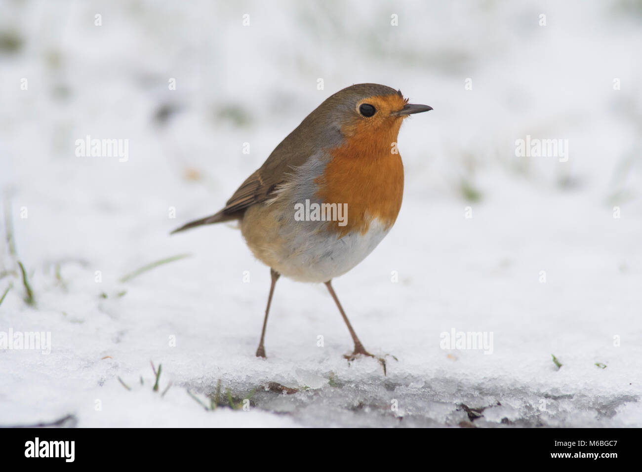 Robin in the snow Stock Photo - Alamy