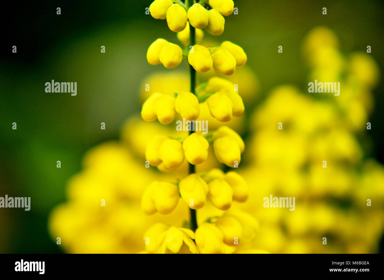 Macro season hi-res stock photography and images - Alamy