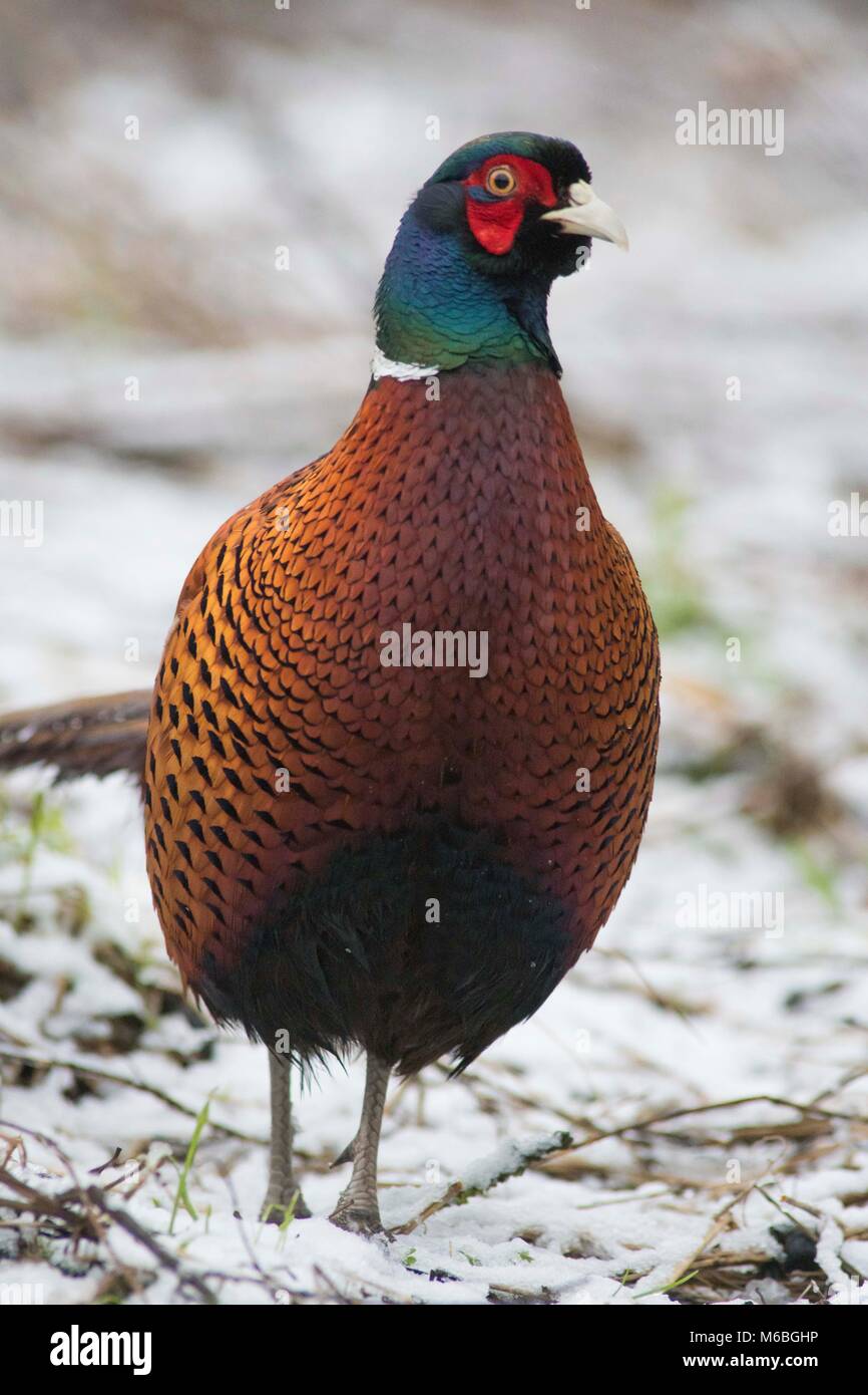 Adult pheasant hi-res stock photography and images - Alamy