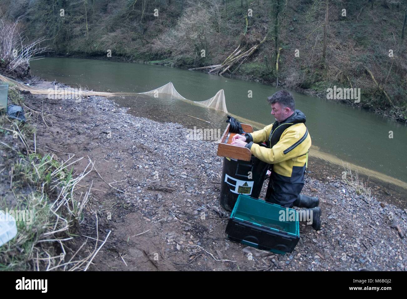 European Smelt, Osmerus eperlanus, Adult, River Tamar, Cornwall ...