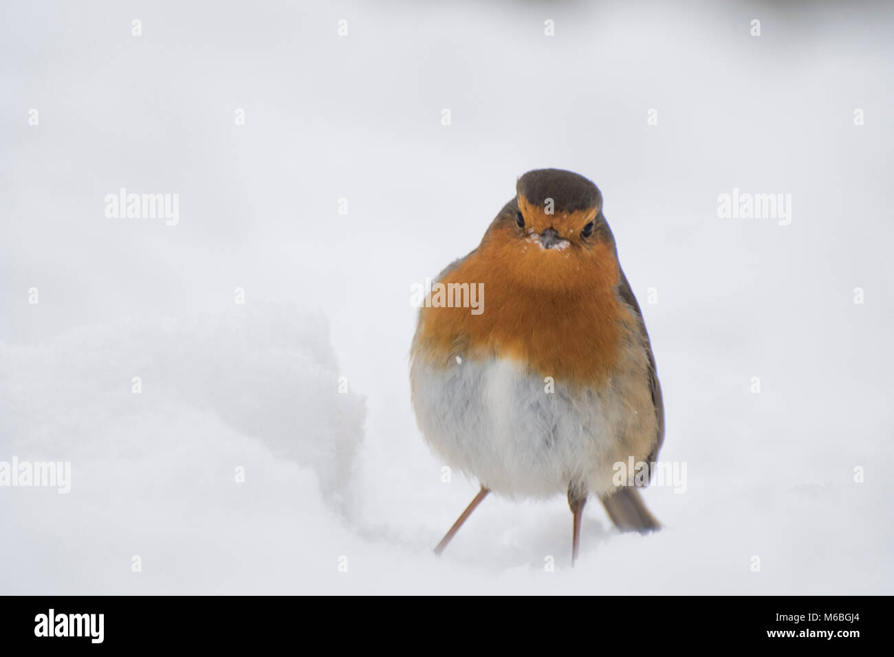 Angry robin hi-res stock photography and images - Alamy