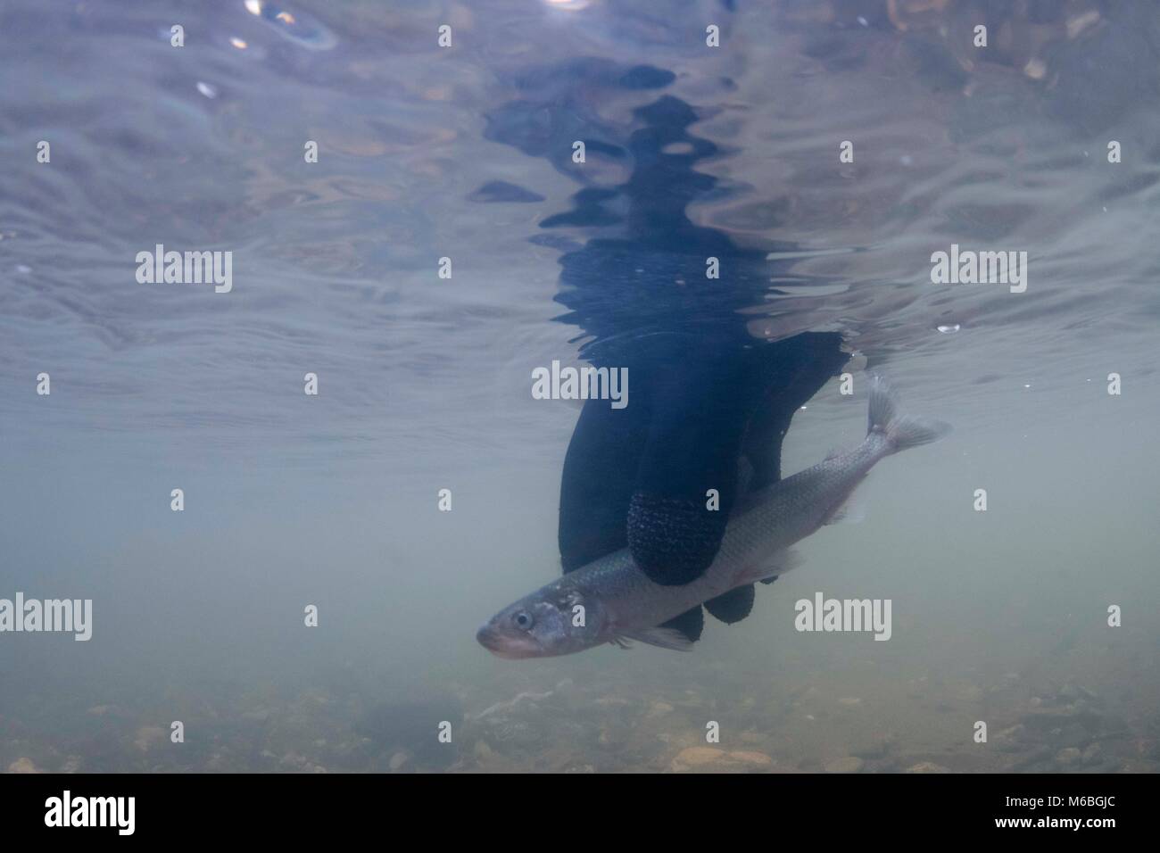 European Smelt, Osmerus eperlanus, Adult, River Tamar, Cornwall ...