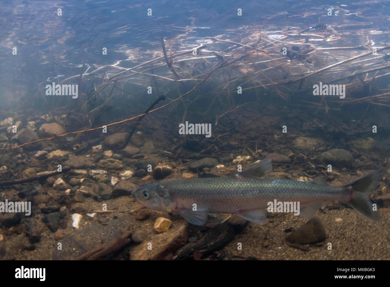 European Smelt, Osmerus eperlanus, Adult, River Tamar, Cornwall ...