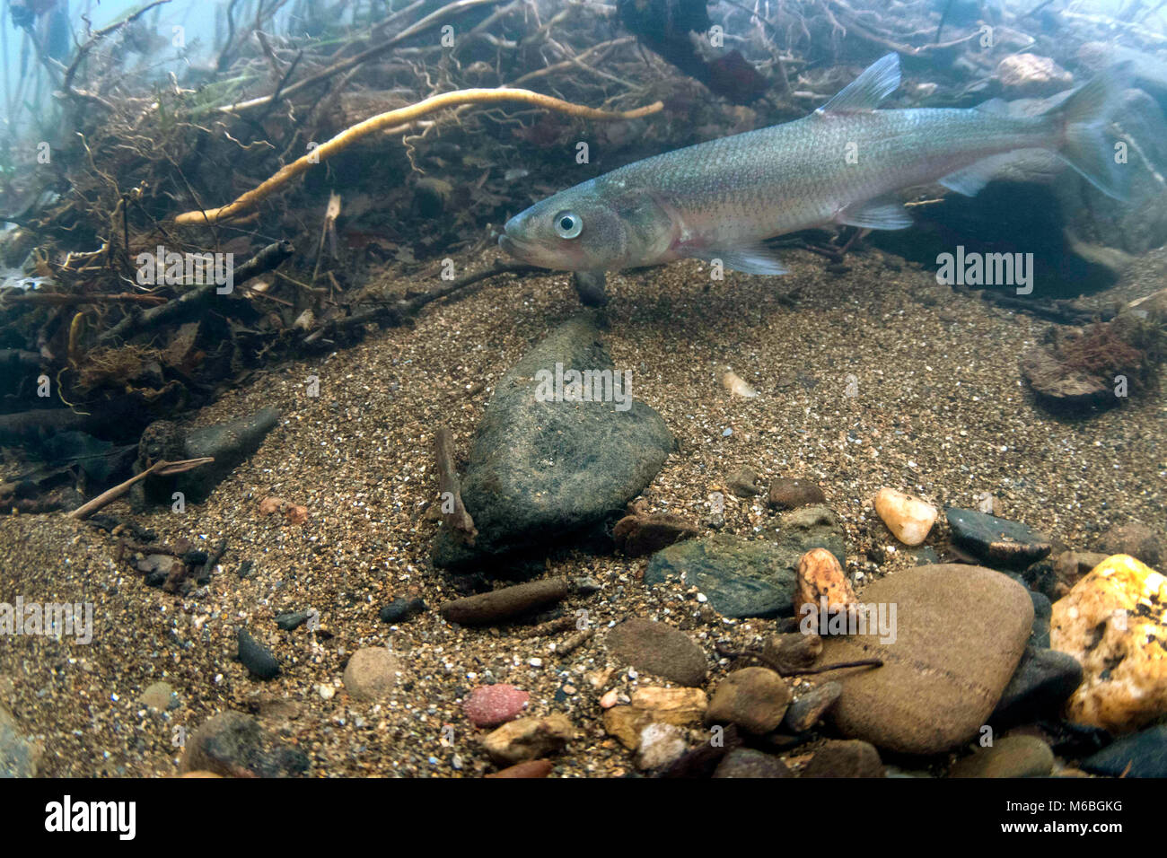 European Smelt, Osmerus eperlanus, Adult, River Tamar, Cornwall ...