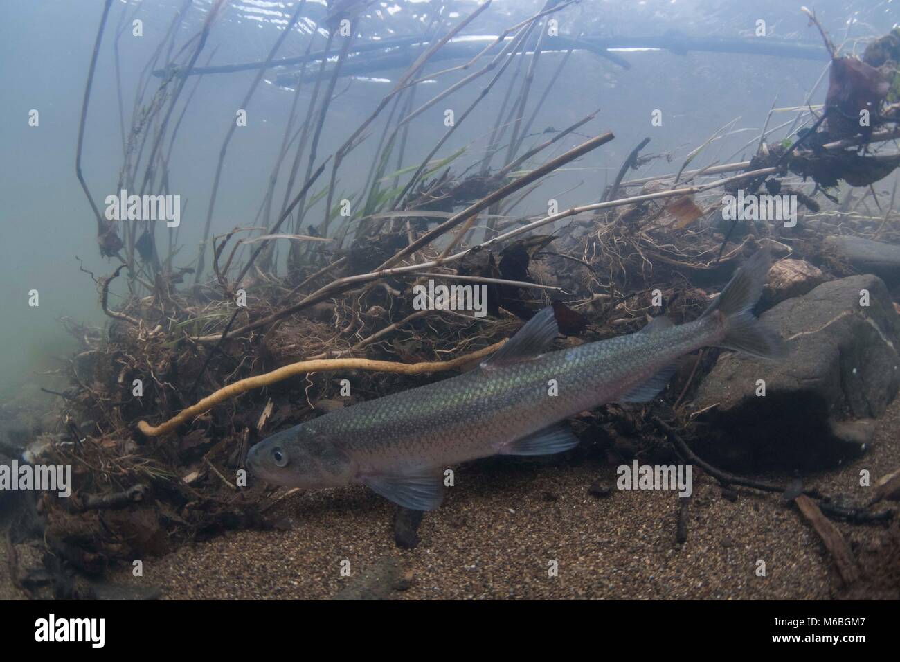 European Smelt, Osmerus eperlanus, Adult, River Tamar, Cornwall ...