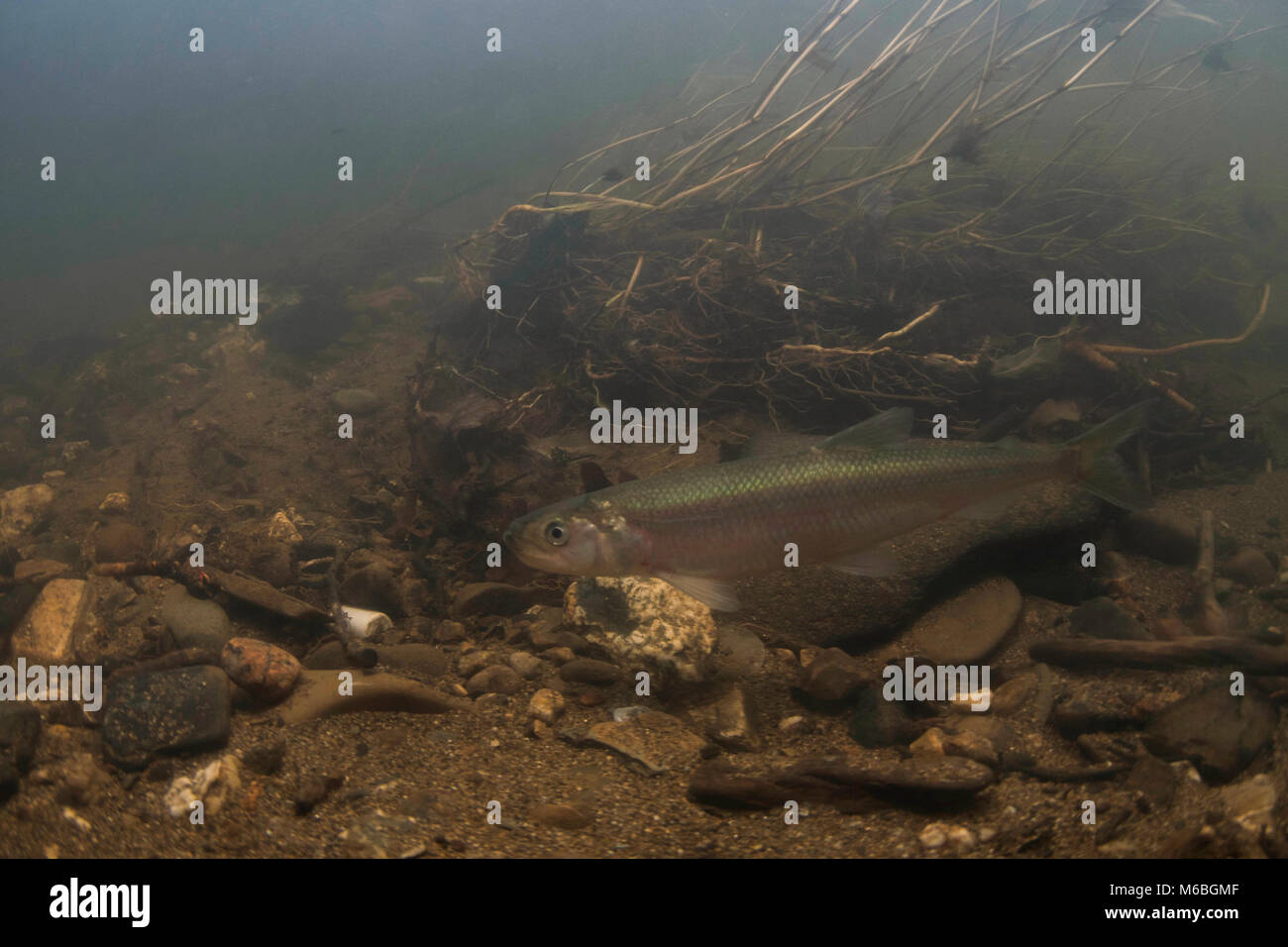 European Smelt, Osmerus eperlanus, Adult, River Tamar, Cornwall ...