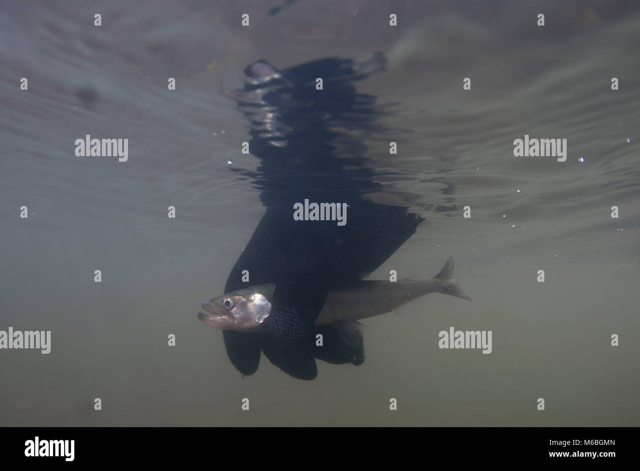 European Smelt, Osmerus eperlanus, Adult, River Tamar, Cornwall ...