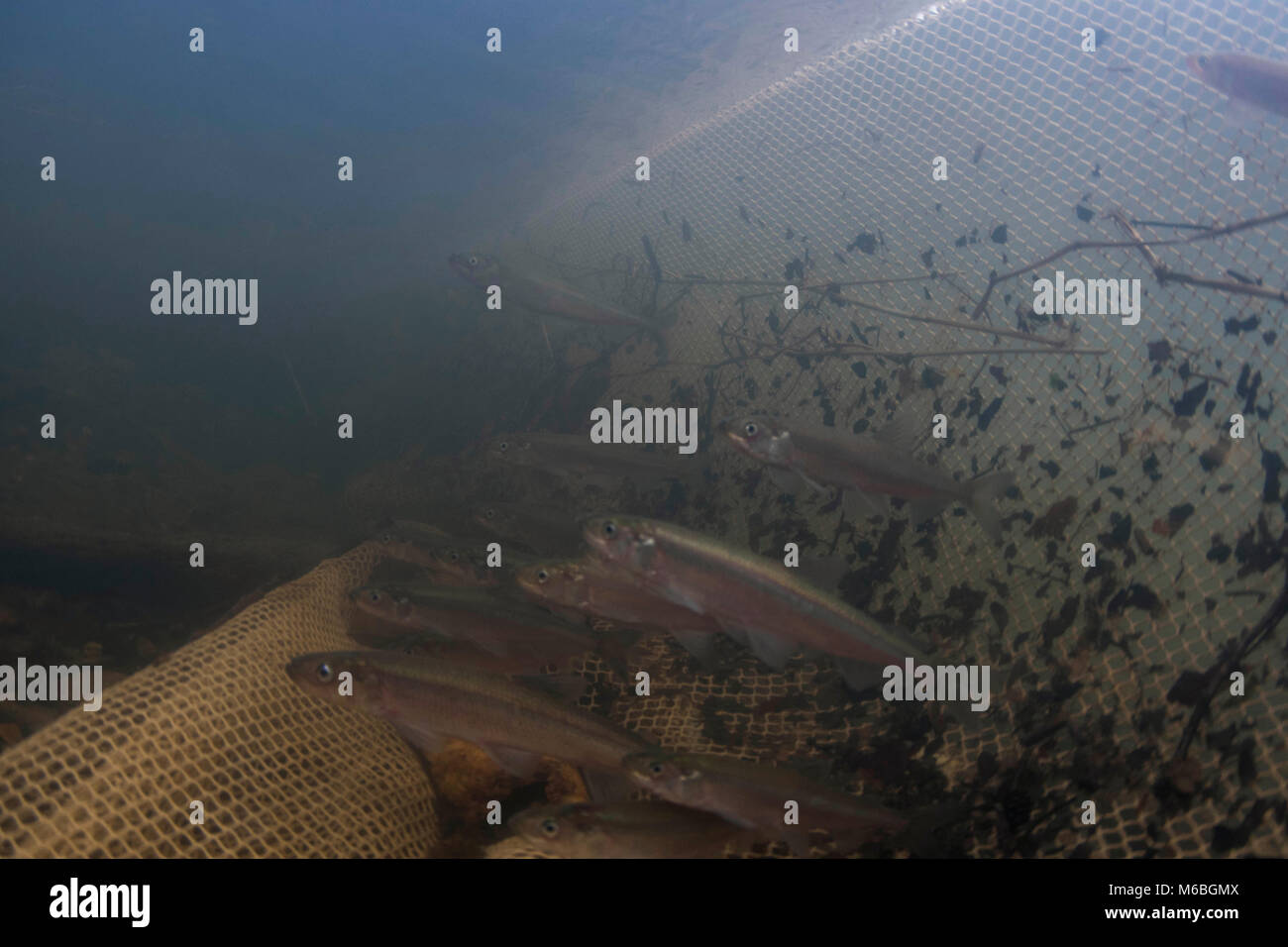 European Smelt, Osmerus eperlanus, Adult, River Tamar, Cornwall ...