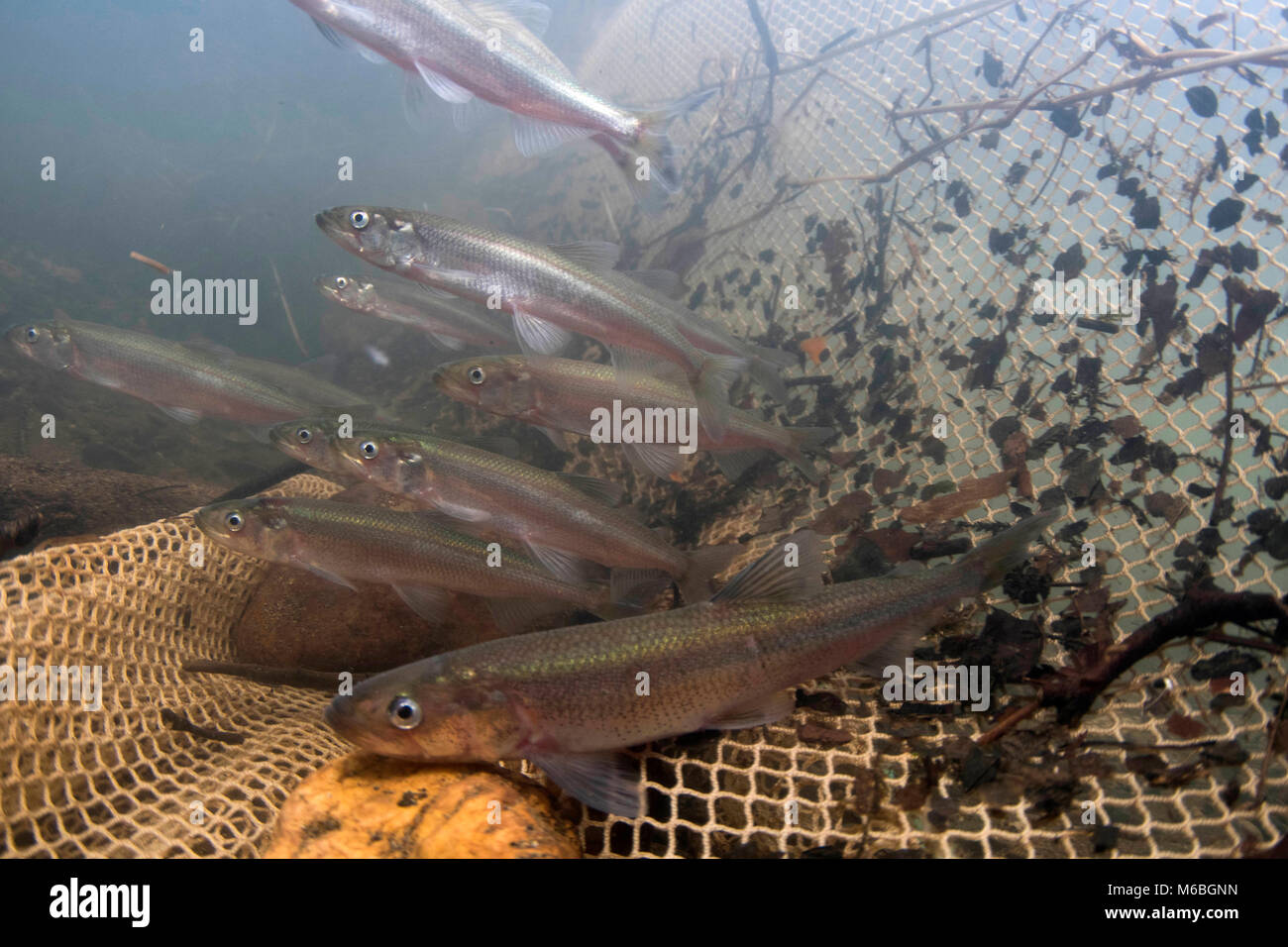Smelt european smelt osmerus eperlanus hi-res stock photography and ...