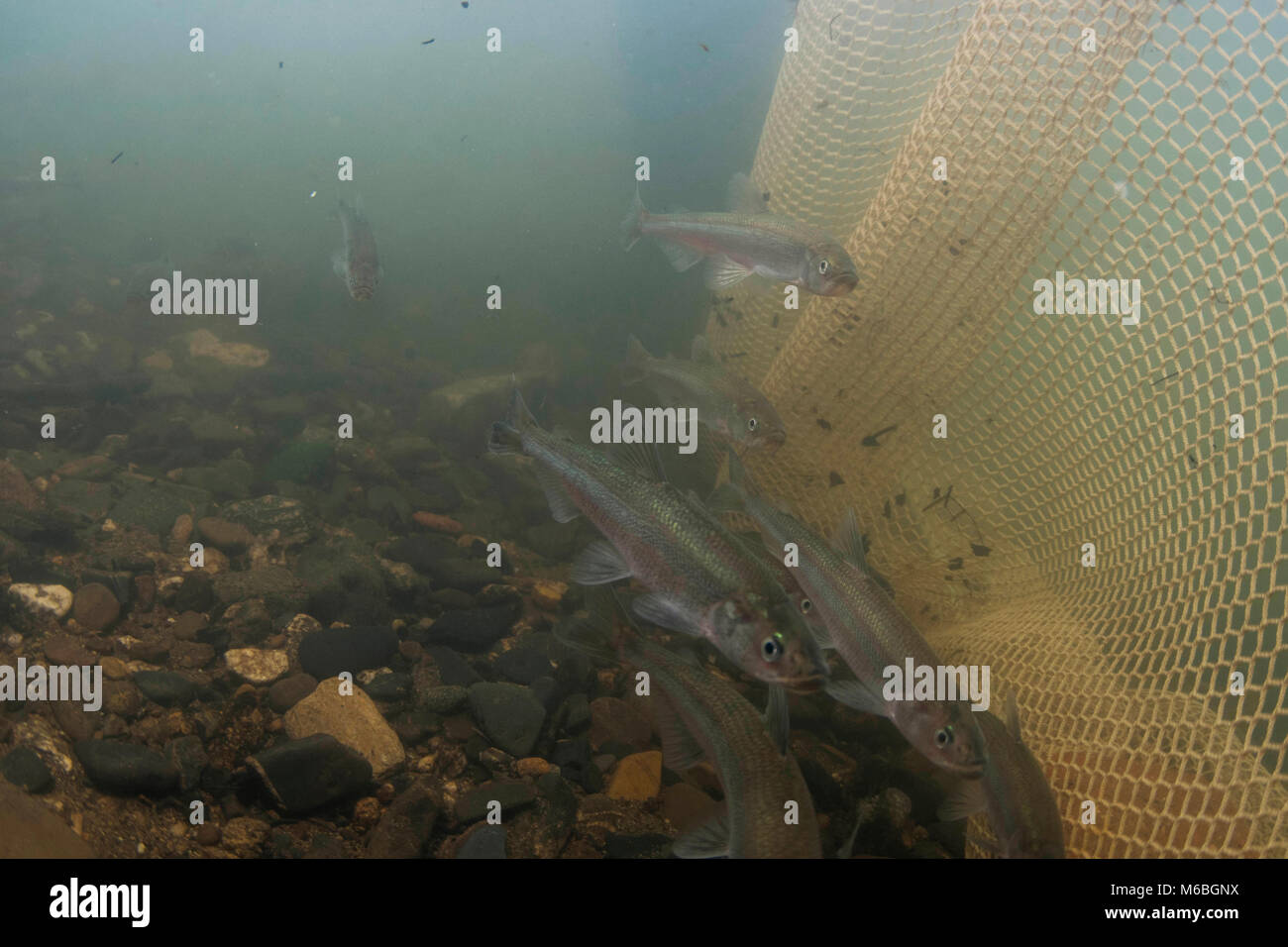 European Smelt, Osmerus eperlanus, Adult, River Tamar, Cornwall ...