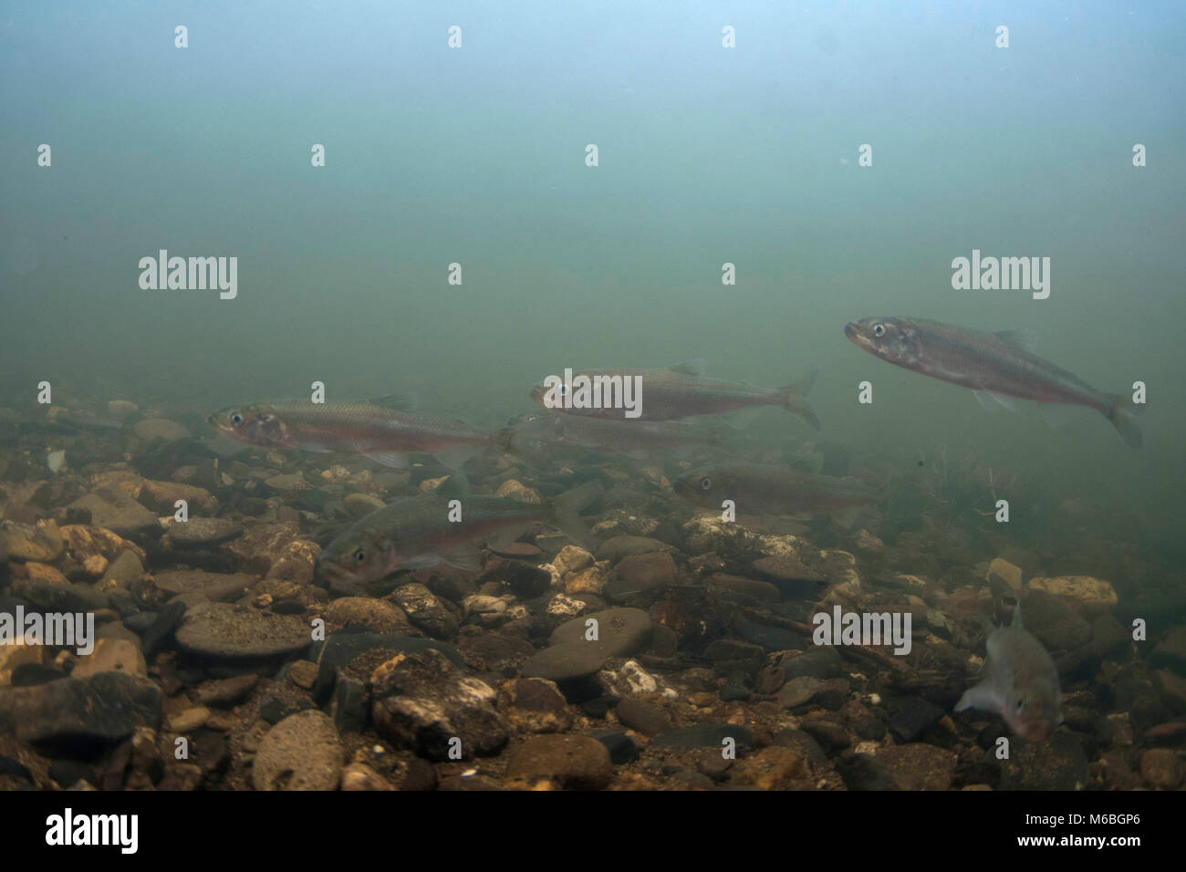 European Smelt, Osmerus eperlanus, Adult, River Tamar, Cornwall ...