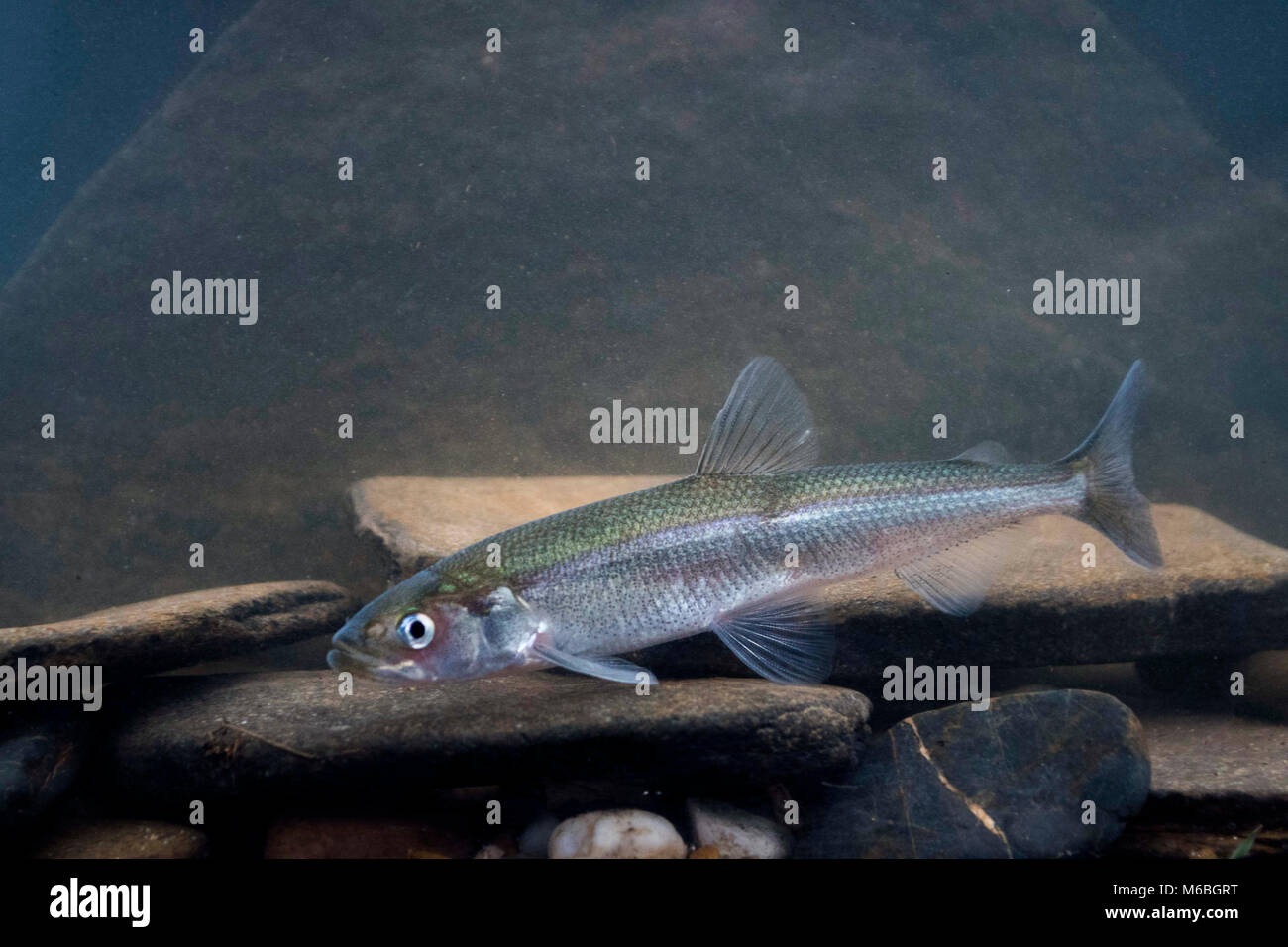 Smelt uk fish hi-res stock photography and images - Alamy