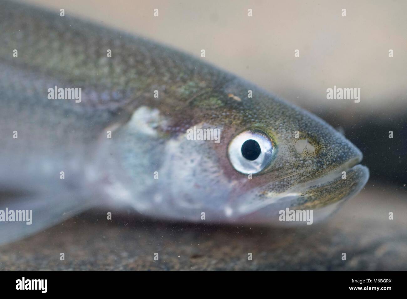 European Smelt, Osmerus eperlanus, Adult, River Tamar, Cornwall ...