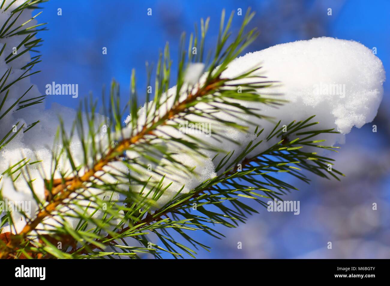 Animal on brench hi-res stock photography and images - Alamy