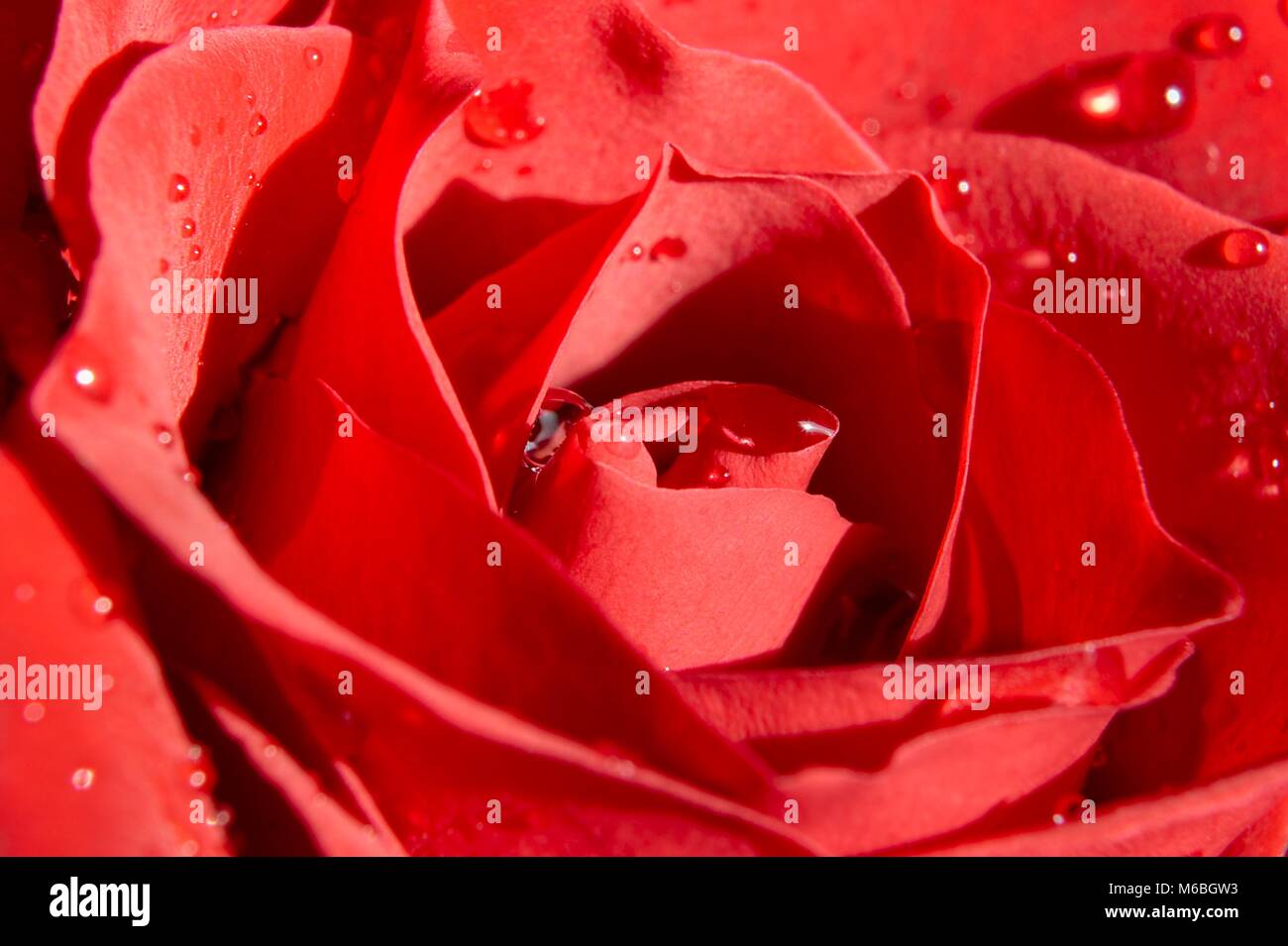 The nice red rose with dpops of water Stock Photo - Alamy