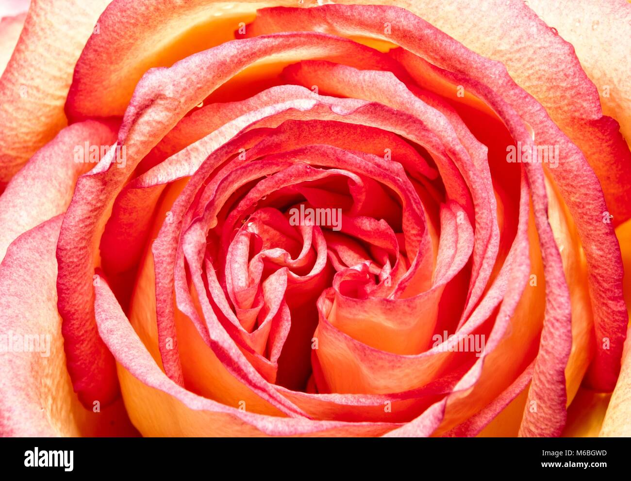 nice red rose as background Stock Photo - Alamy