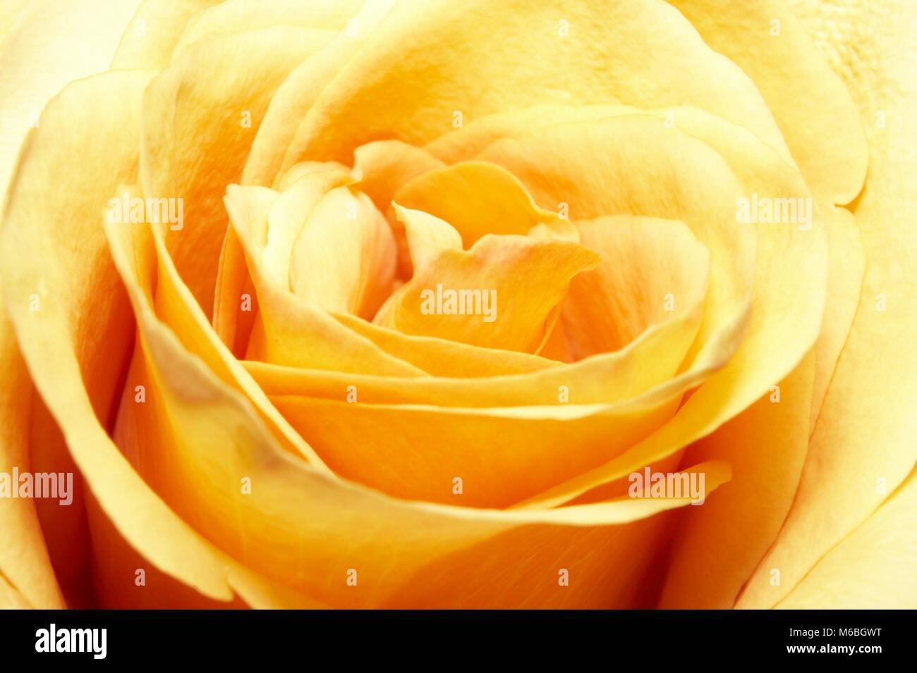 nice yellow rose Stock Photo - Alamy