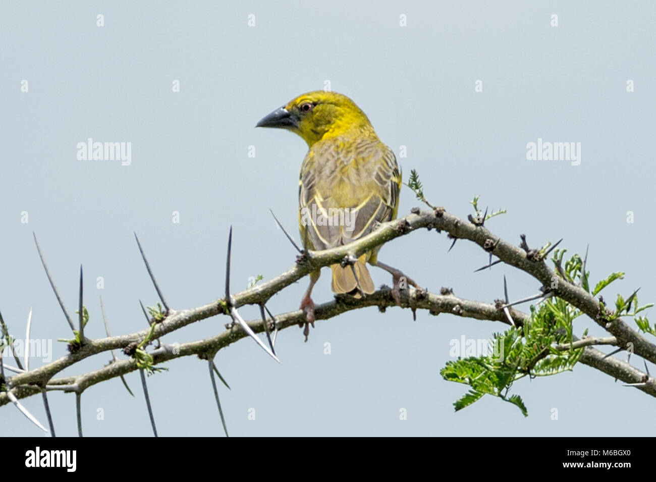 Female Black-headed weaver (Ploceus melanocephalus), aka yellow-backed ...