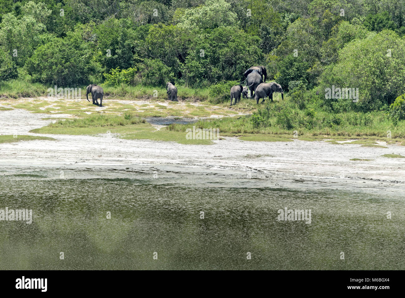 Savannah elephants by freshwater crater lake Queen Elizabeth National ...
