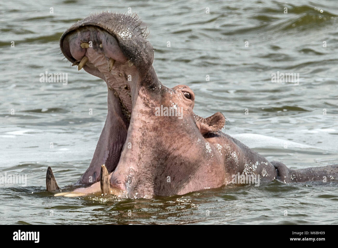 Hippopotamus, Queen Elizabeth National Park, Uganda, Africa Stock Photo ...